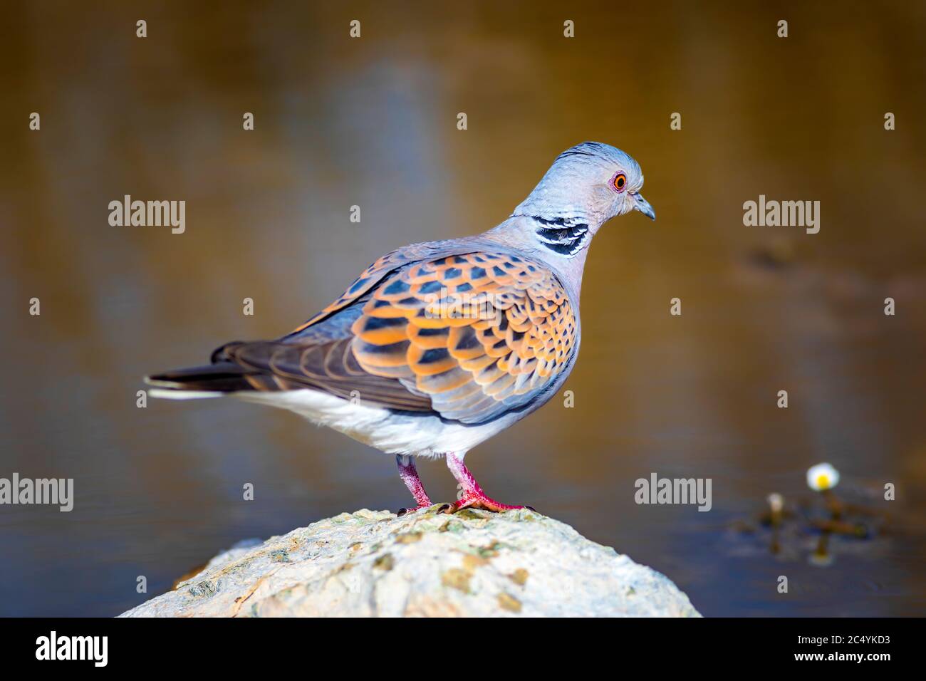 Colorful Dove. Nature background. Bird: European Turtle Dove ...