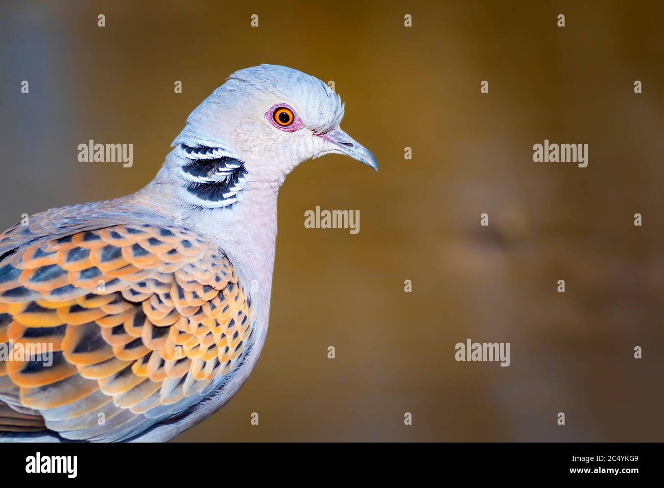 Colorful Dove. Nature background. Bird: European Turtle Dove ...