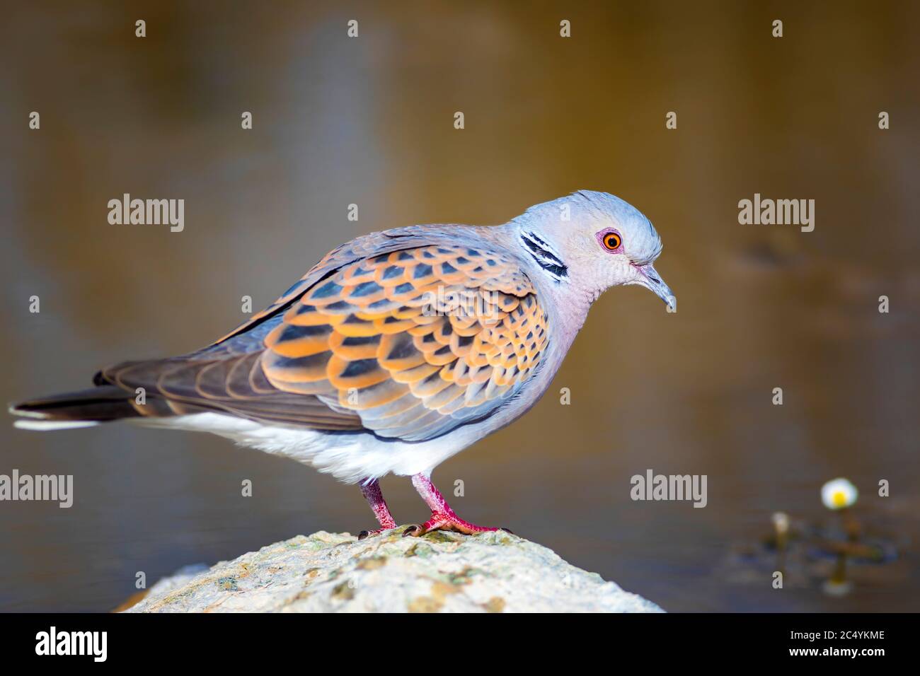 Colorful Dove. Nature background. Bird: European Turtle Dove ...
