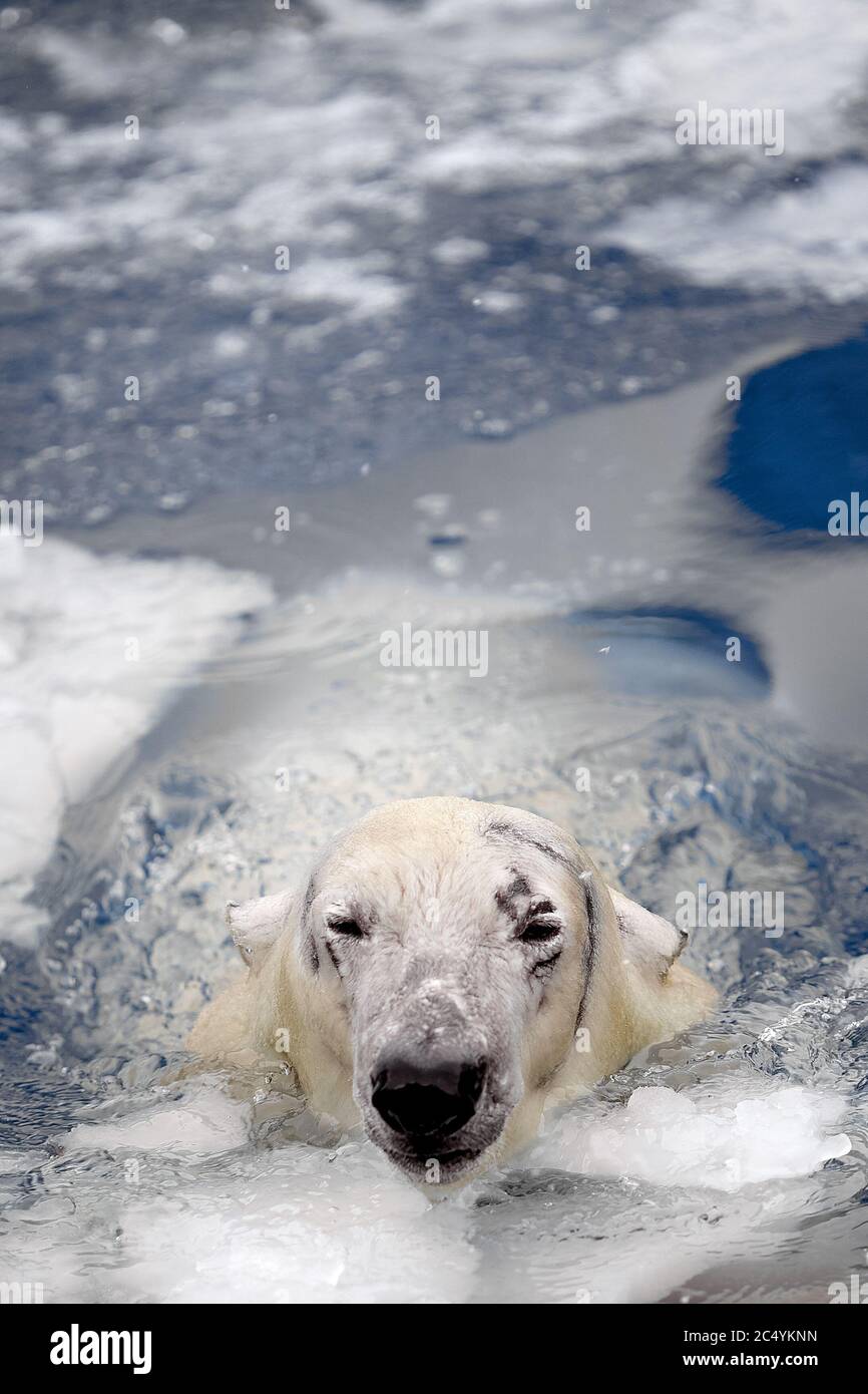 White bear in the sea (Ursus maritimus), Polar bear emerges from under ...