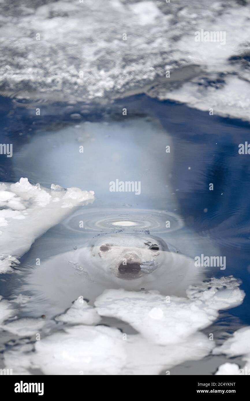 White bear in the sea (Ursus maritimus), polar bear emerges from under ...