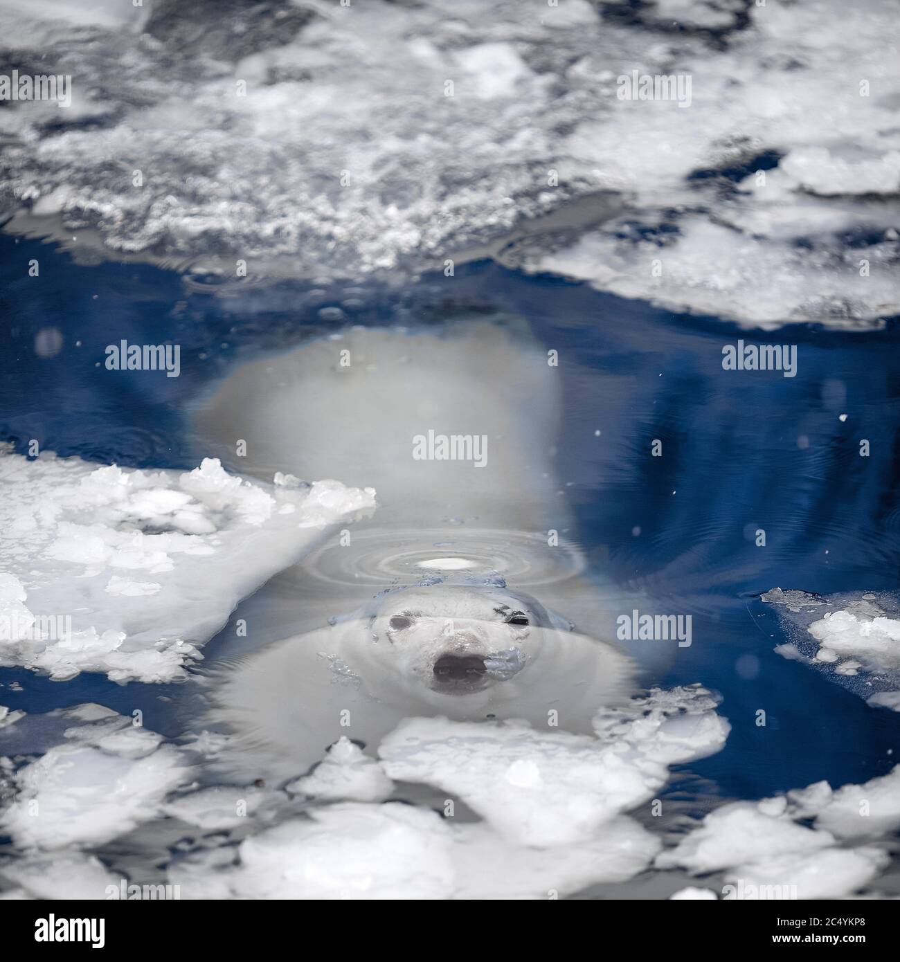 White bear in the sea (Ursus maritimus), polar bear emerges from under ...