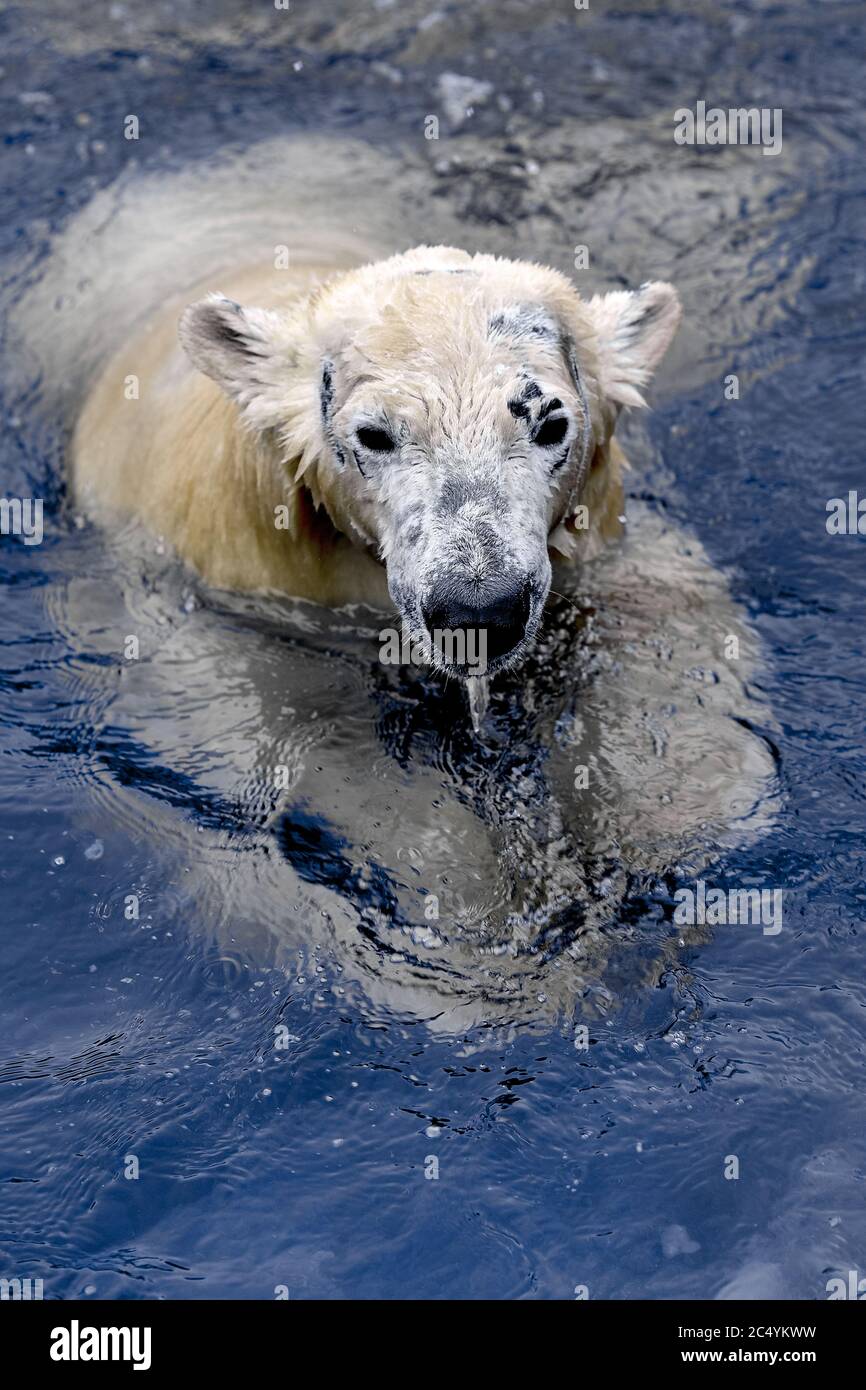 White bear in the sea (Ursus maritimus), swimming in the ice. king of ...