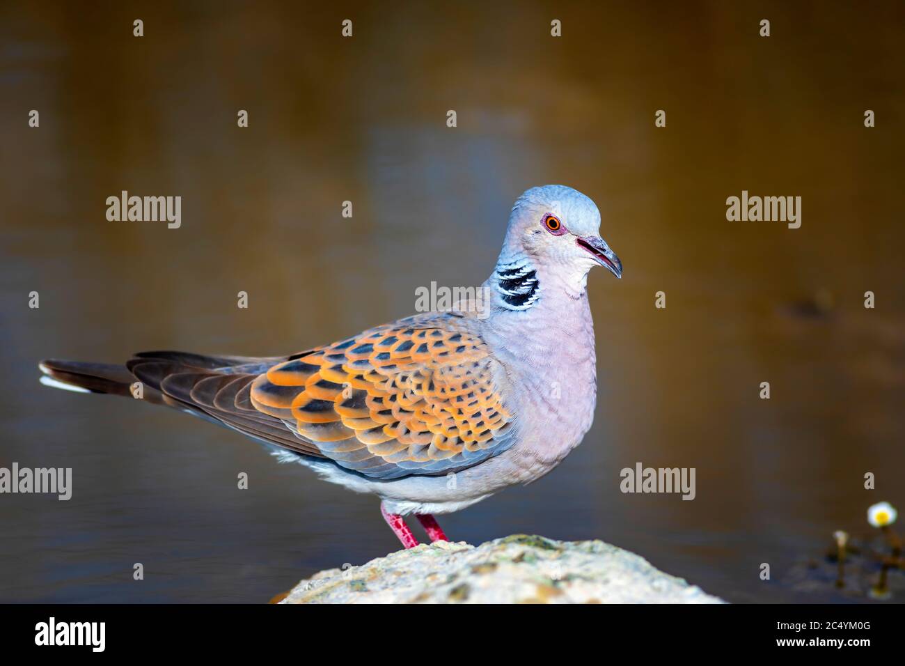 Colorful Dove. Nature background. Bird: European Turtle Dove ...
