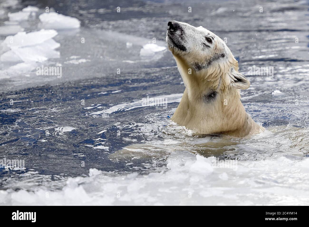 White bear in the sea (Ursus maritimus), swimming in the ice. king of ...