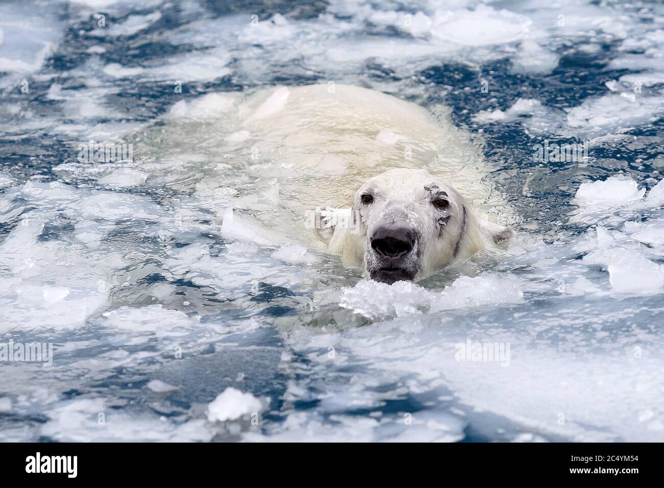 White bear in the sea (Ursus maritimus), swimming in the ice. king of ...