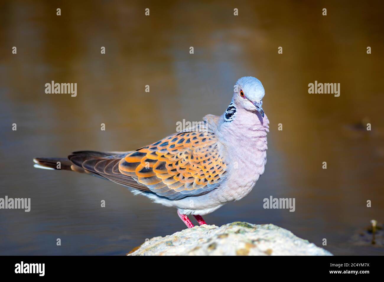 Colorful Dove. Nature background. Bird: European Turtle Dove ...