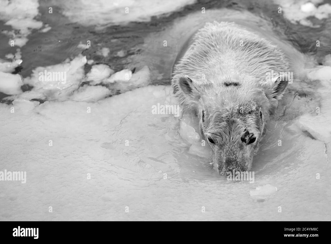 King polar bear Black and White Stock Photos & Images - Alamy