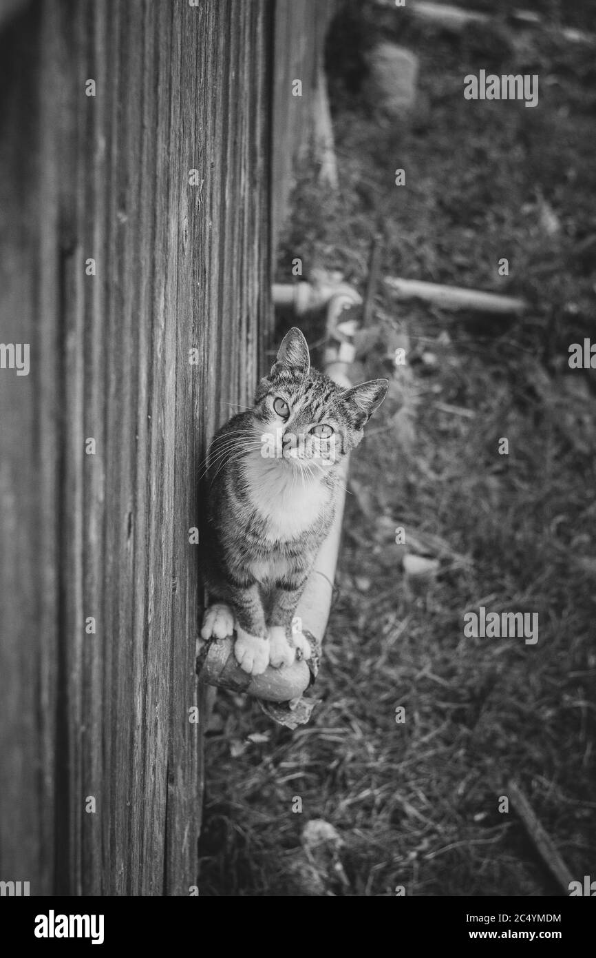 Cat on the pipe black and white Stock Photo - Alamy