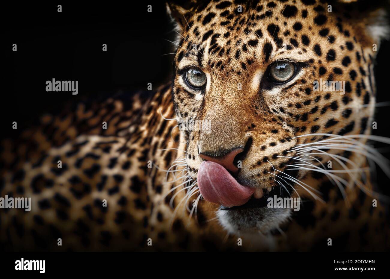 Leopard portrait on dark background. Panthera pardus kotiya, Big ...
