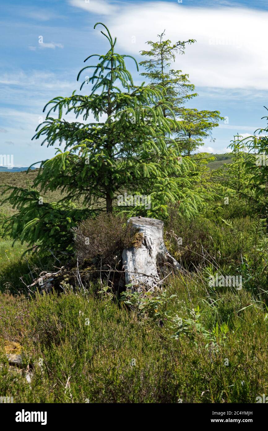Cavan Burren Park, Geopark, Blacklion, Ireland Stock Photo - Alamy
