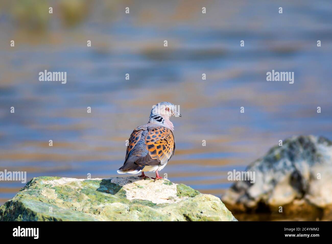 Colorful Dove. Nature background. Bird: European Turtle Dove ...