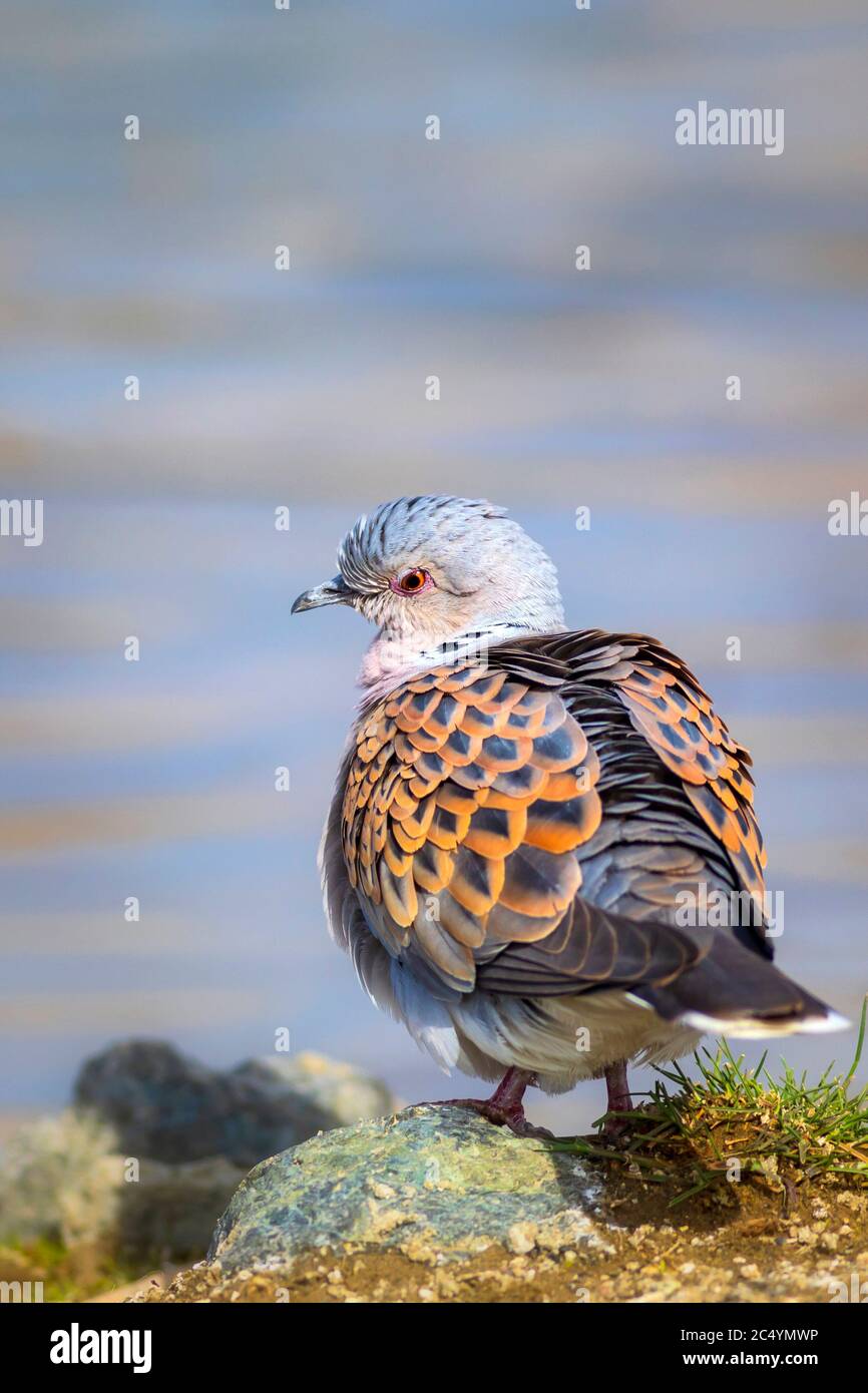 Colorful Dove. Nature background. Bird: European Turtle Dove ...