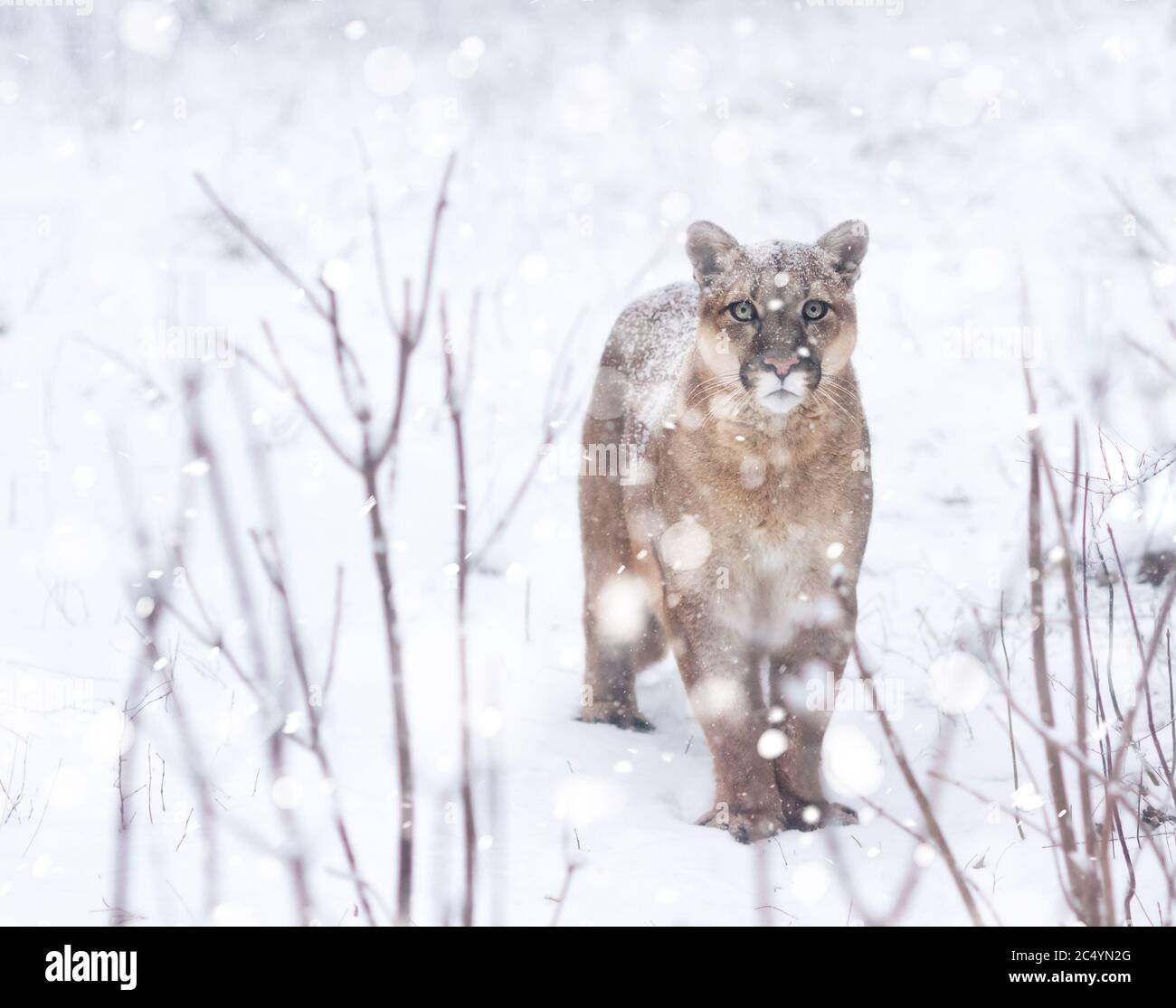 Portrait of a cougar, mountain lion, puma, Winter mountains. Winter ...
