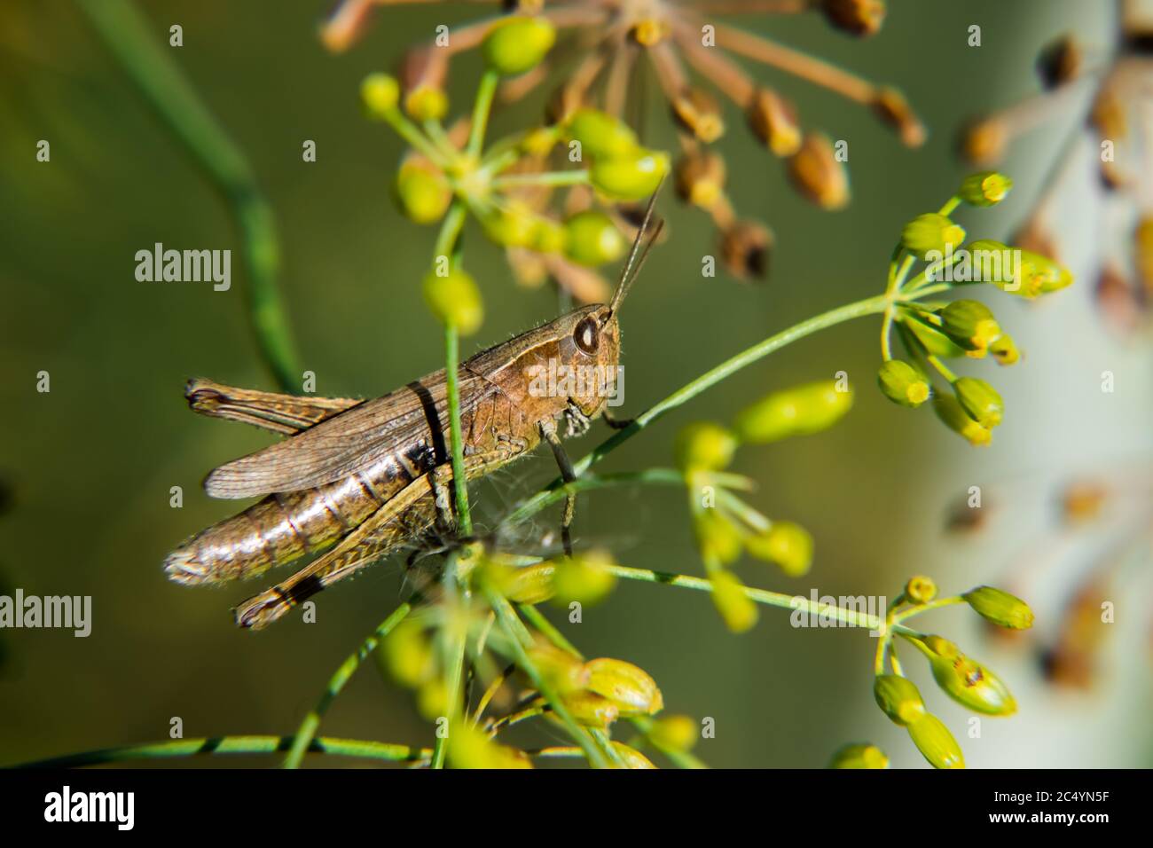 Grasshopper side view hi-res stock photography and images - Alamy