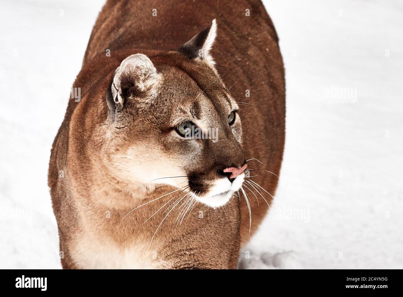 Beautiful Portrait of a Canadian Cougar. mountain lion, puma, panther ...