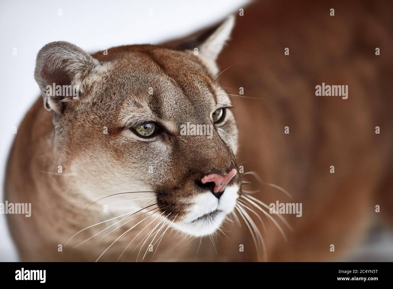 Beautiful Portrait of a Canadian Cougar. mountain lion, puma, panther ...