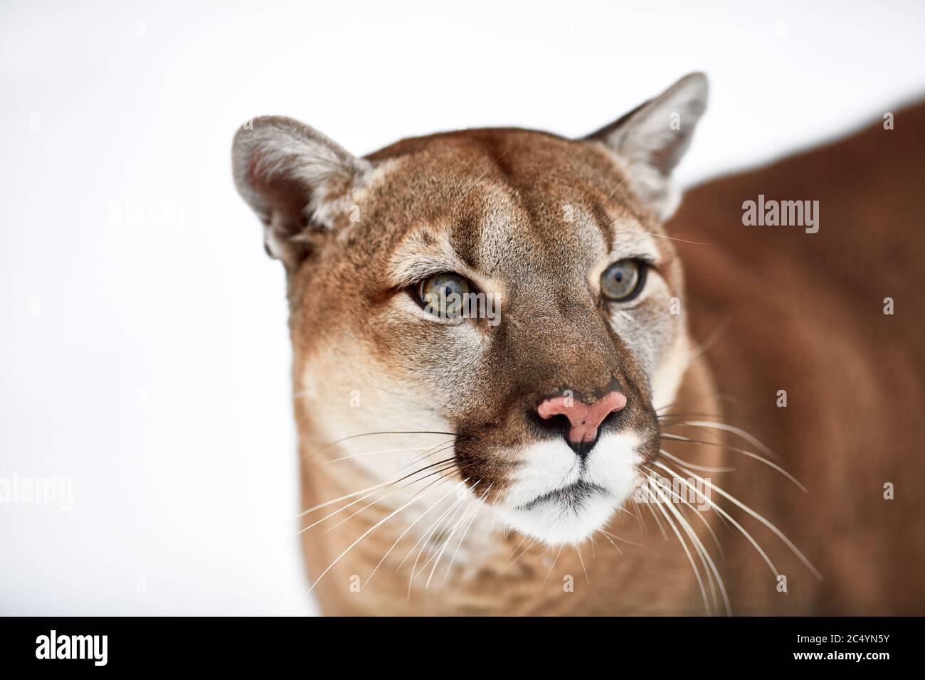Beautiful Portrait of a Canadian Cougar. mountain lion, puma, panther ...
