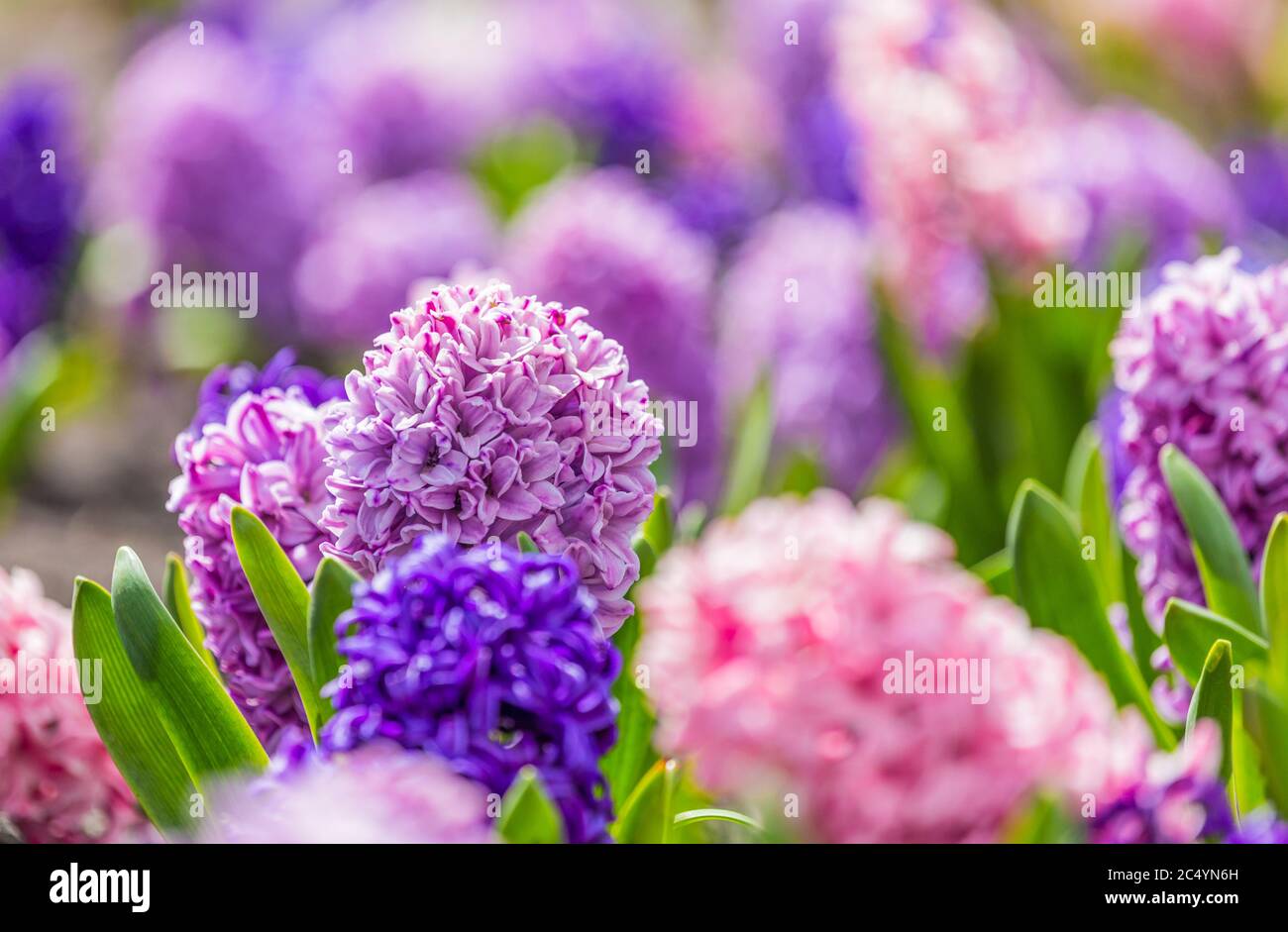 Multi flora hyacinth hi-res stock photography and images - Alamy