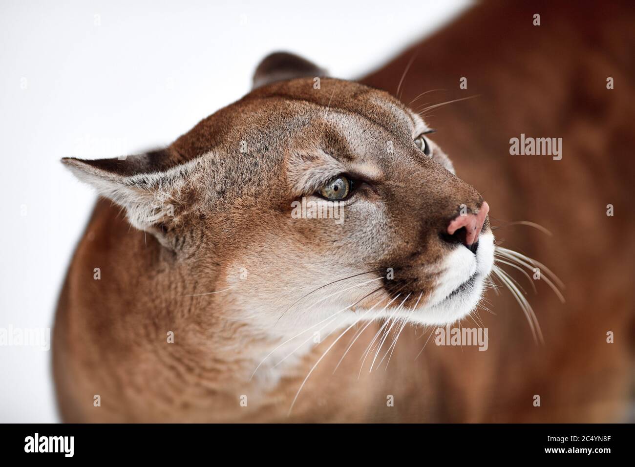 Beautiful Portrait of a Canadian Cougar. mountain lion, puma, panther ...