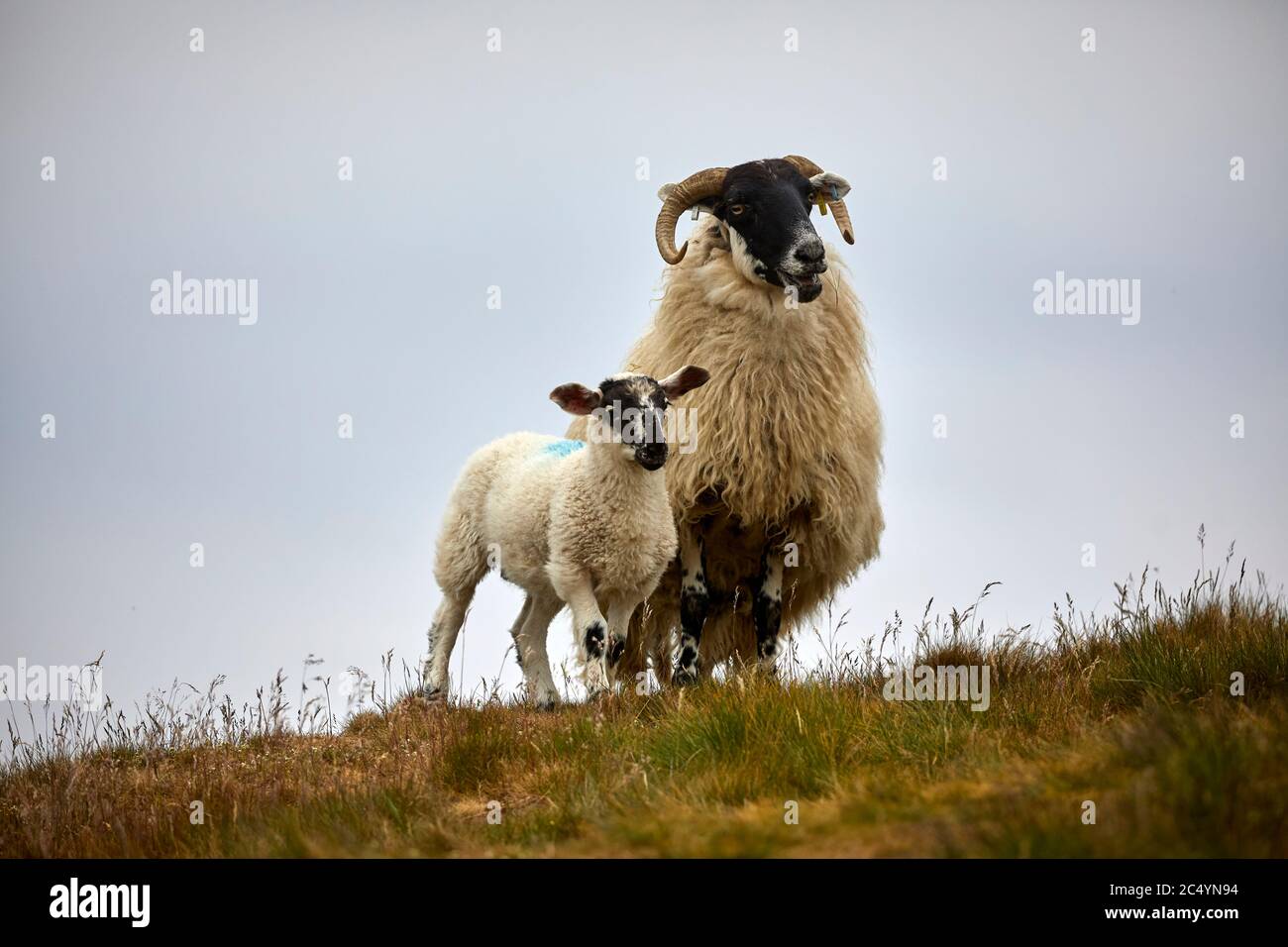 Sheep and lamb on Mam Tor hill near Castleton in the High Peak of ...