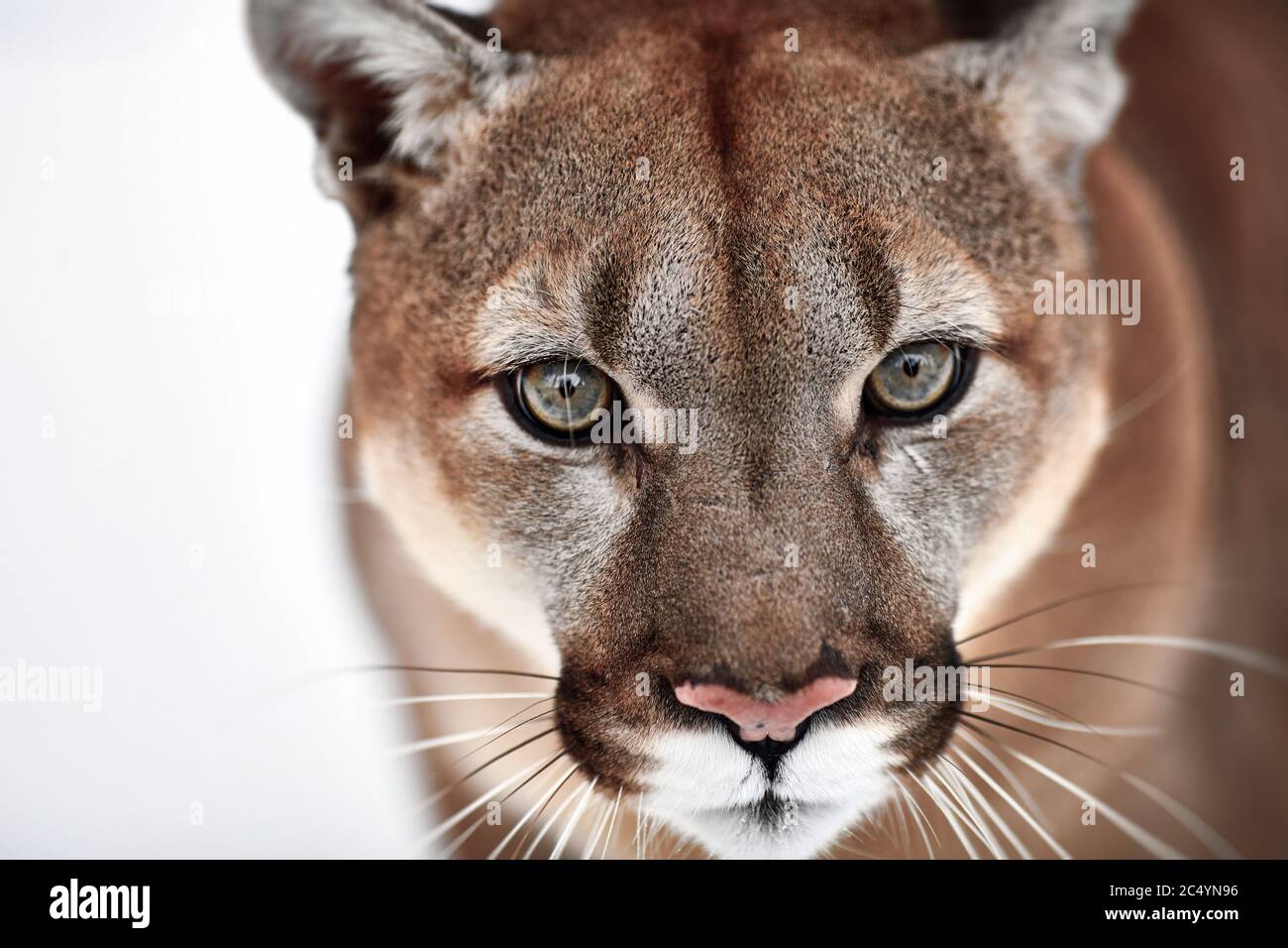 Beautiful Portrait of a Canadian Cougar. mountain lion, puma, panther ...