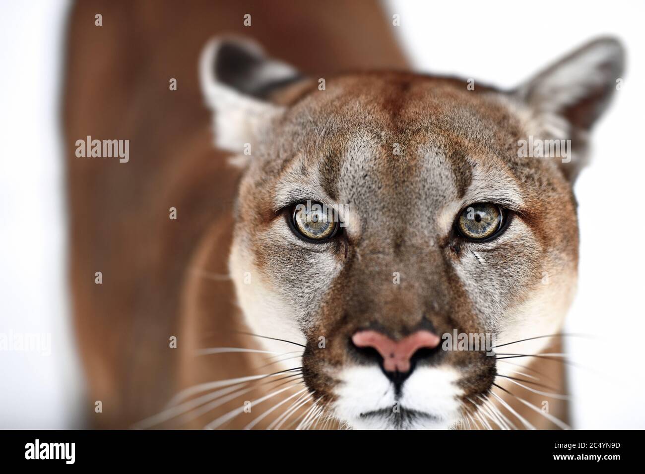 Beautiful Portrait of a Canadian Cougar. mountain lion, puma, panther ...