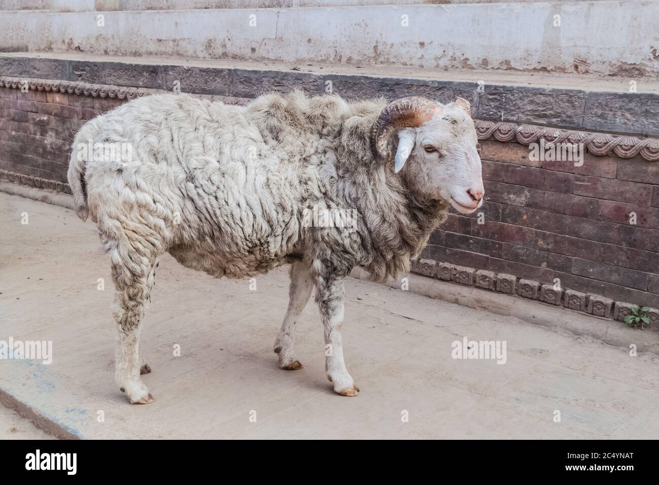 Closeup sheep on ranch hi-res stock photography and images - Alamy