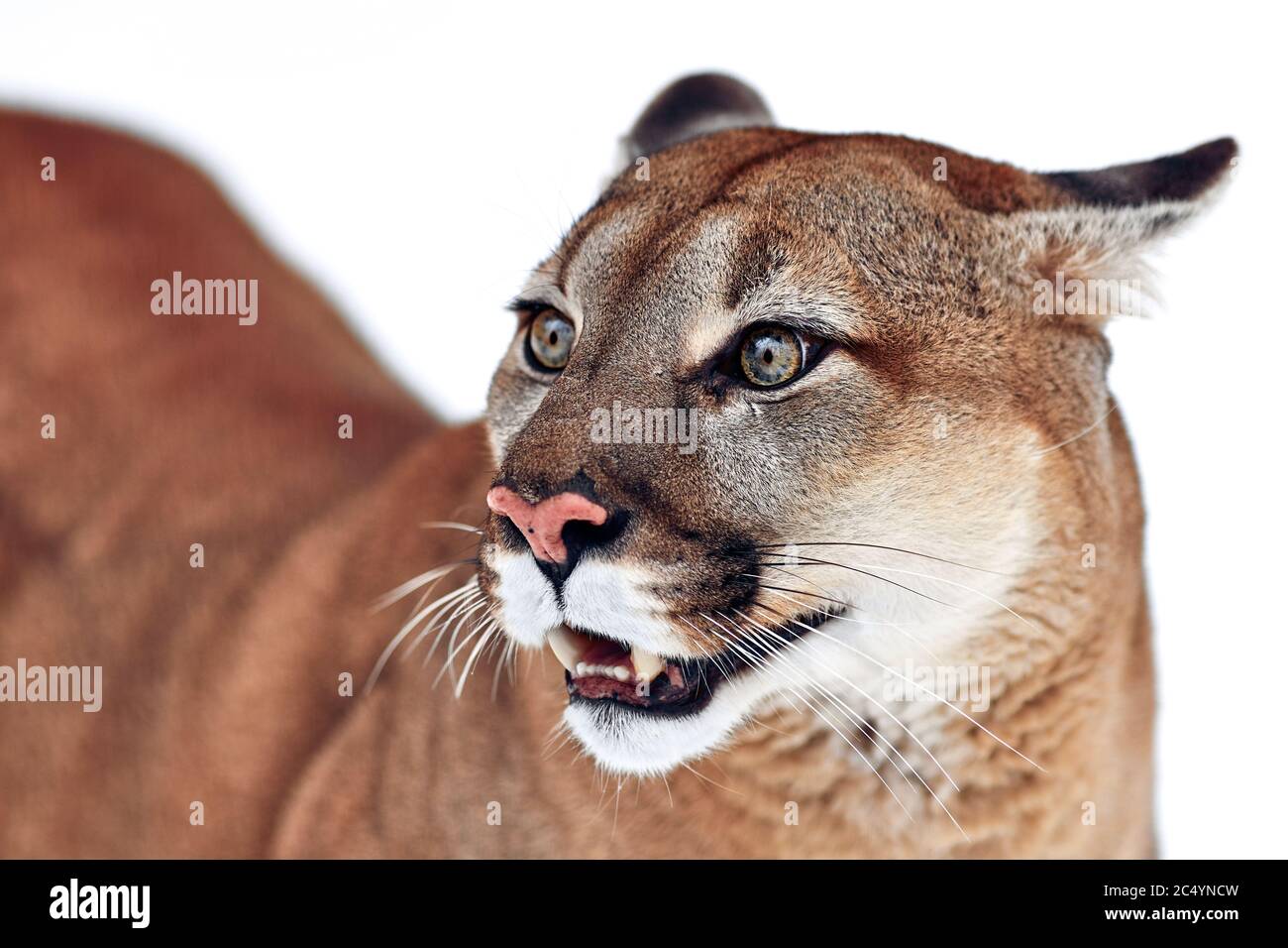 Beautiful Portrait of a Canadian Cougar. mountain lion, puma, panther ...