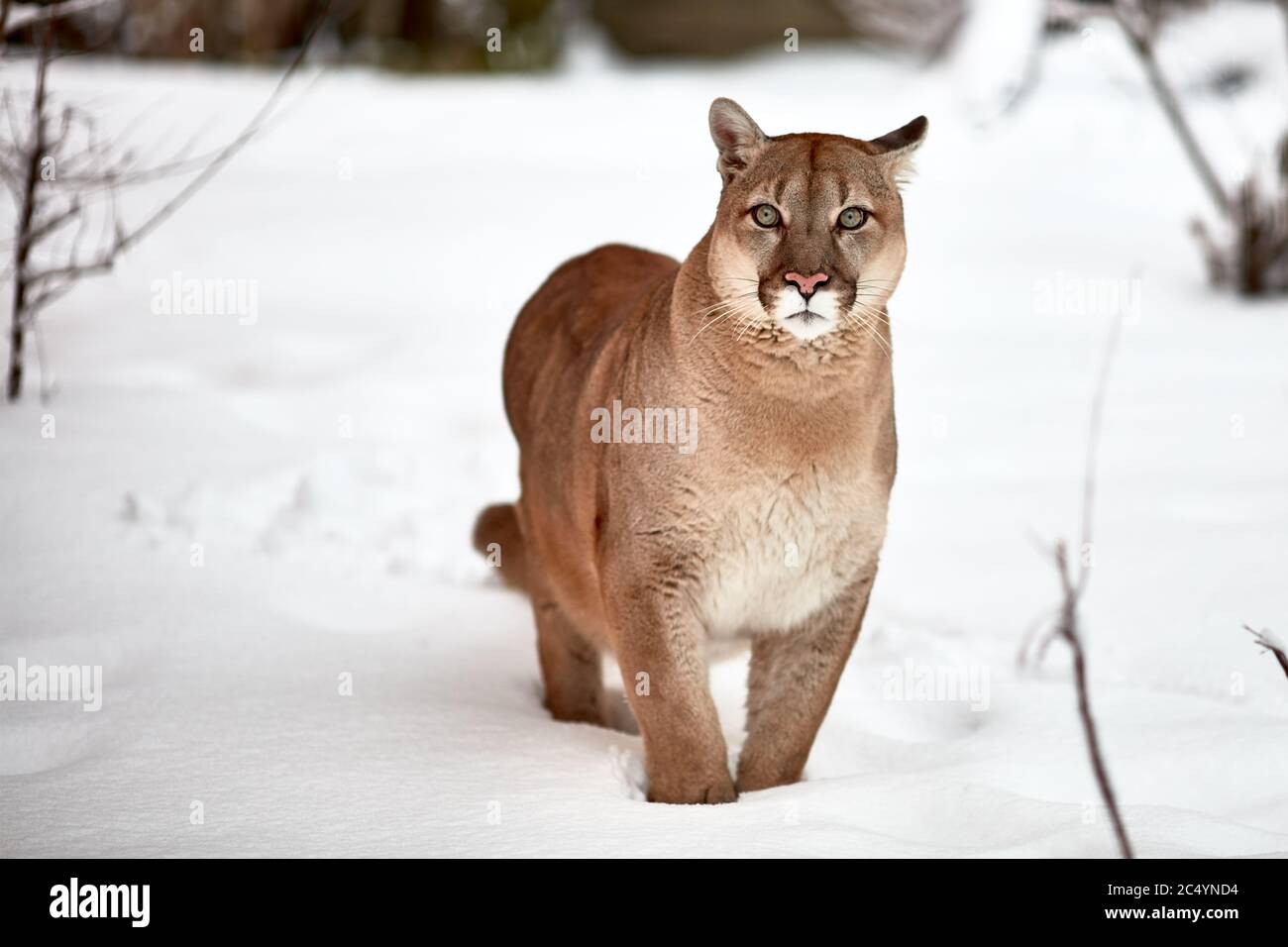 Beautiful Portrait of a Canadian Cougar. mountain lion, puma, panther ...