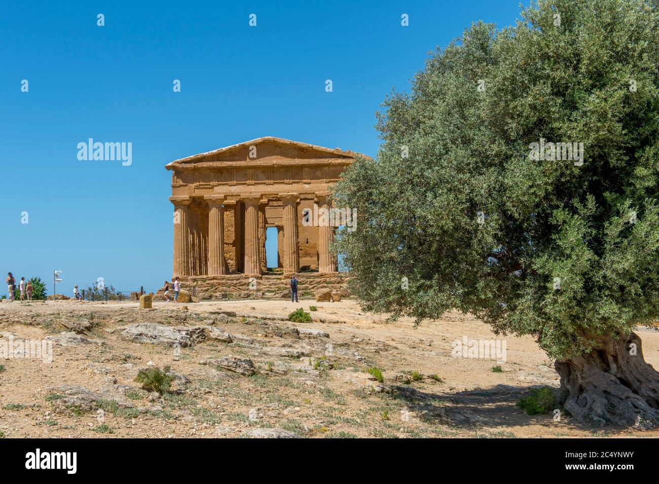Ancient olive tree in front of the Temple of Concordia (Greek: Harmonia ...