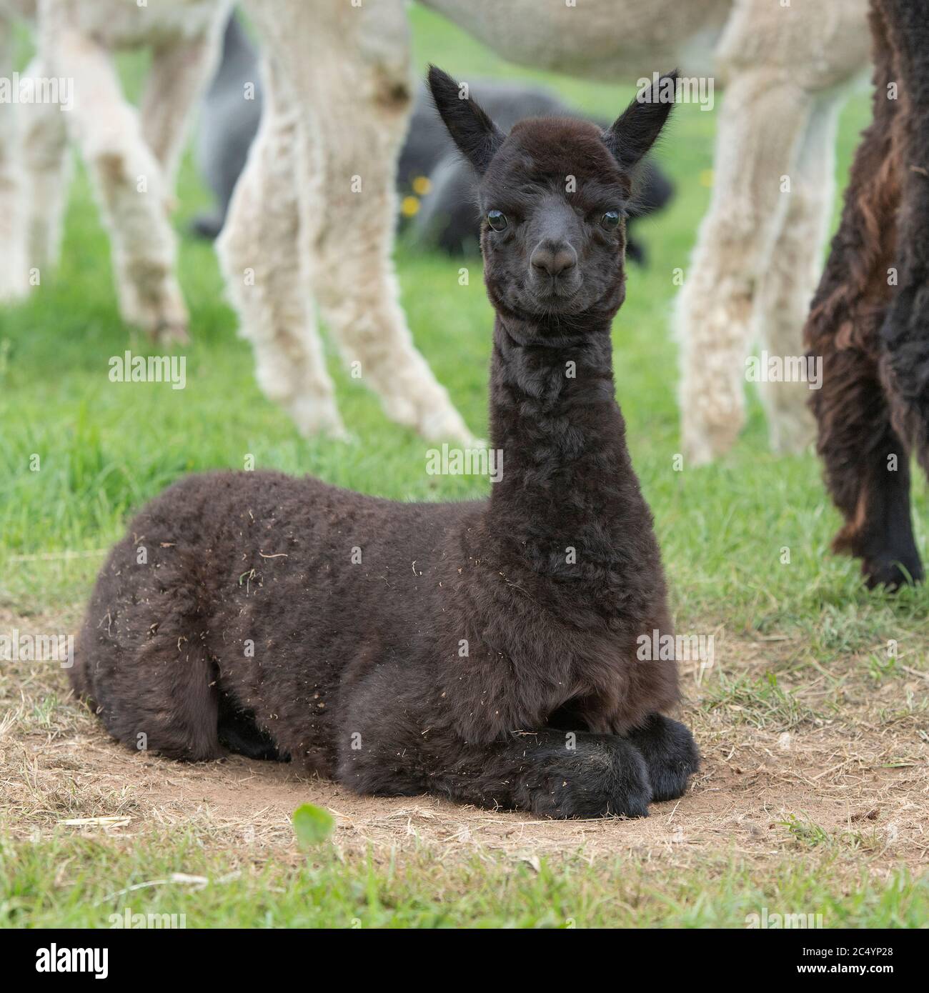 Side view of baby alpaca hi-res stock photography and images - Alamy