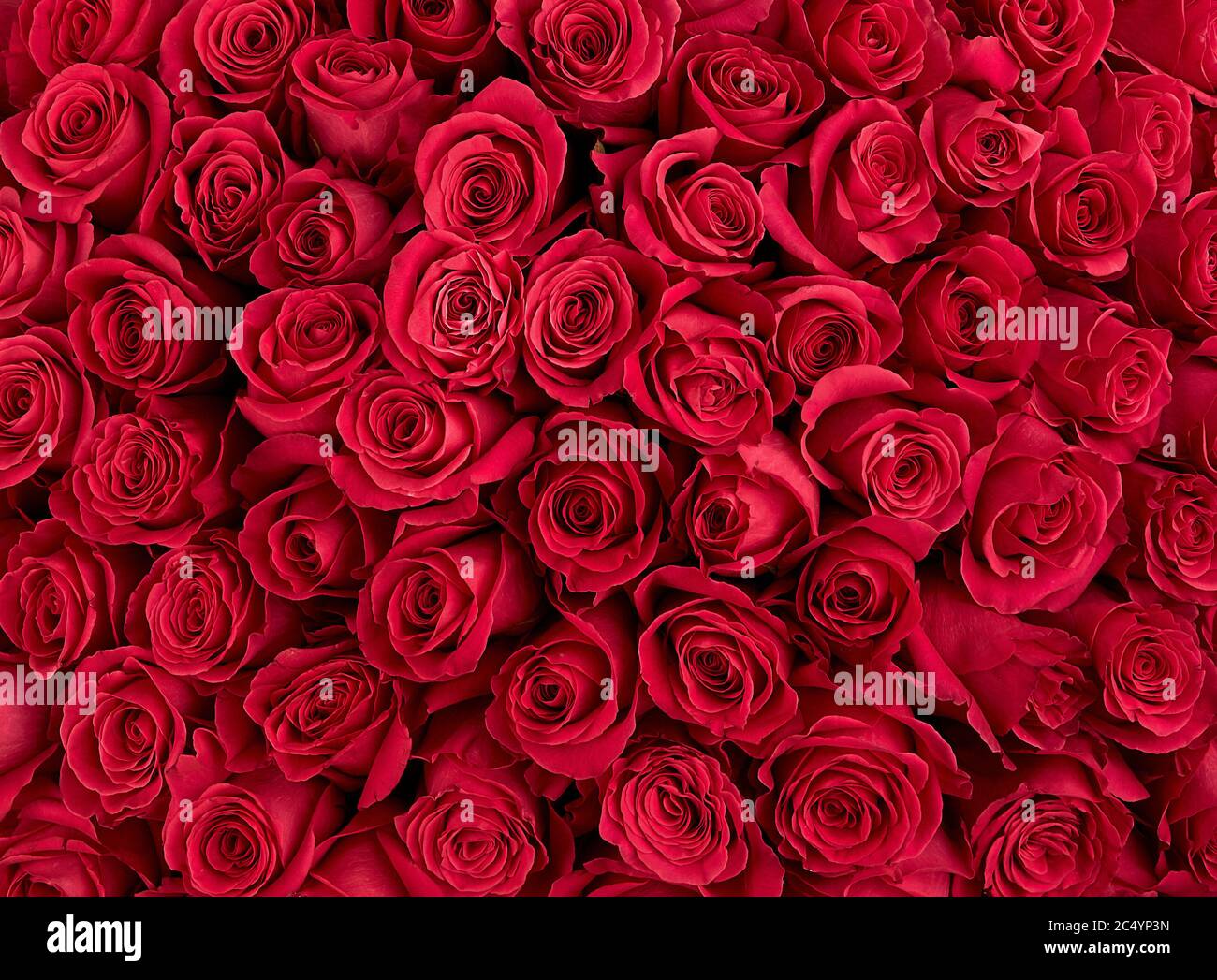 Natural red roses background. roses background Stock Photo - Alamy