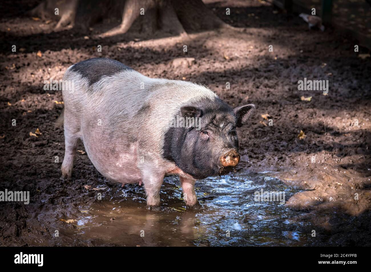 Pig in muddy puddle in hi-res stock photography and images - Alamy