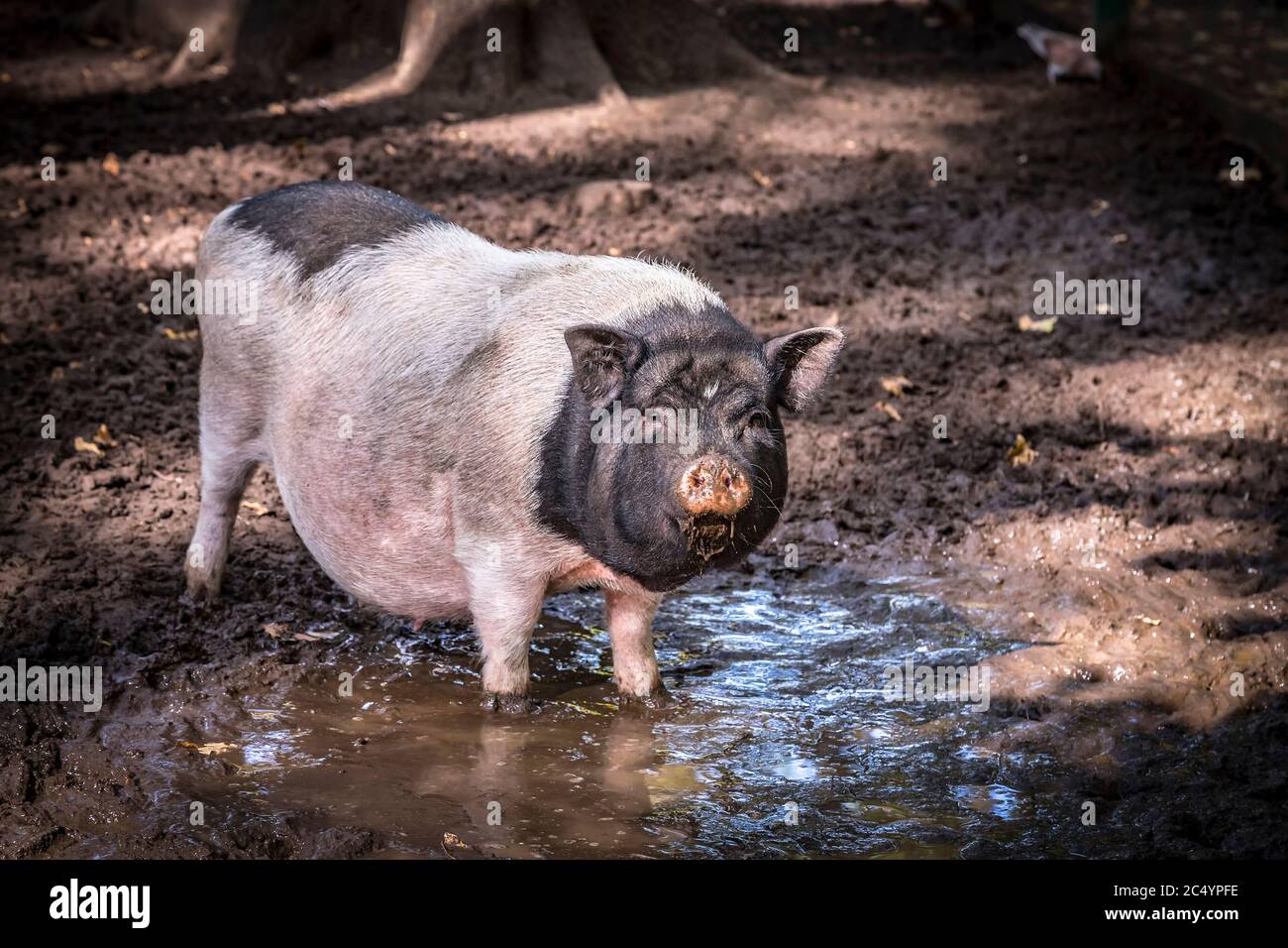 Big domestic white black dirty female pig with pink snout stands in a ...