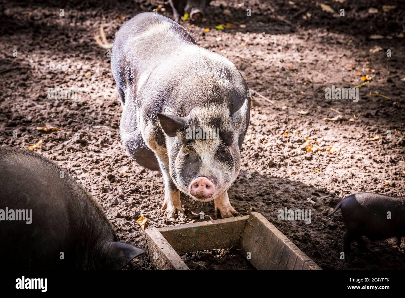 Female pig hi-res stock photography and images - Alamy