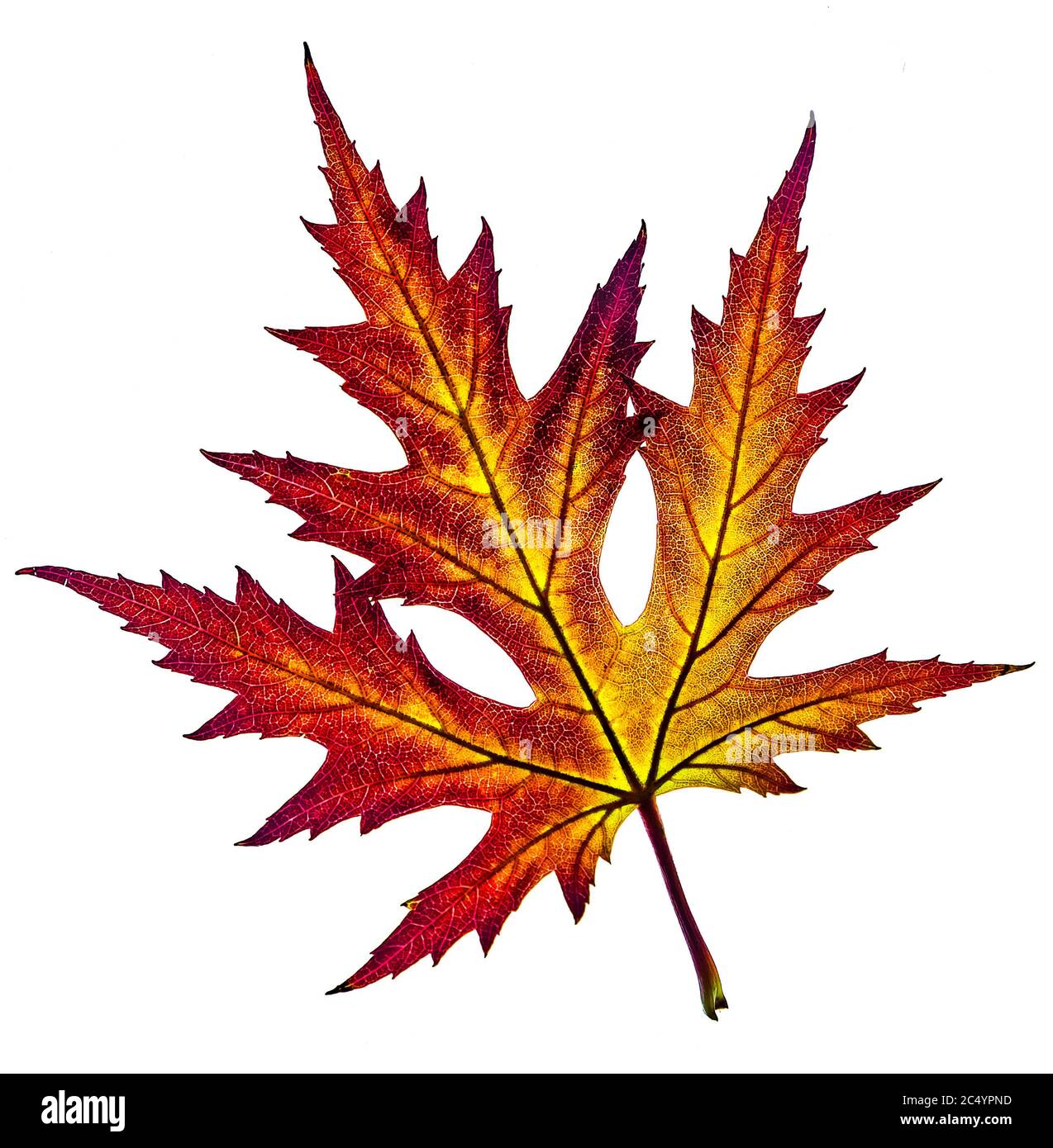 Maple tree known acer tree Cut Out Stock Images & Pictures - Alamy