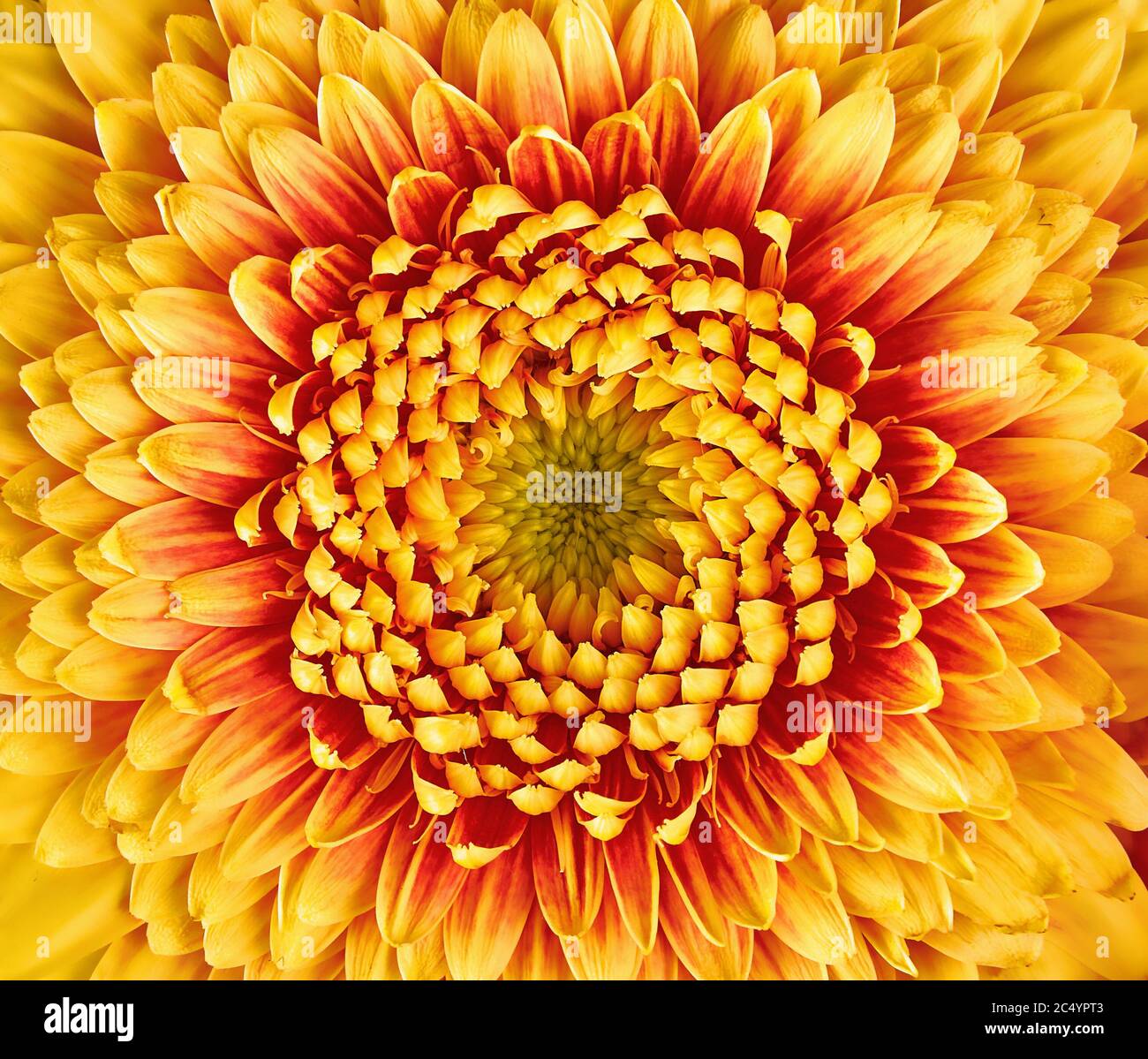 Many beautiful pink gerbera hi-res stock photography and images - Alamy