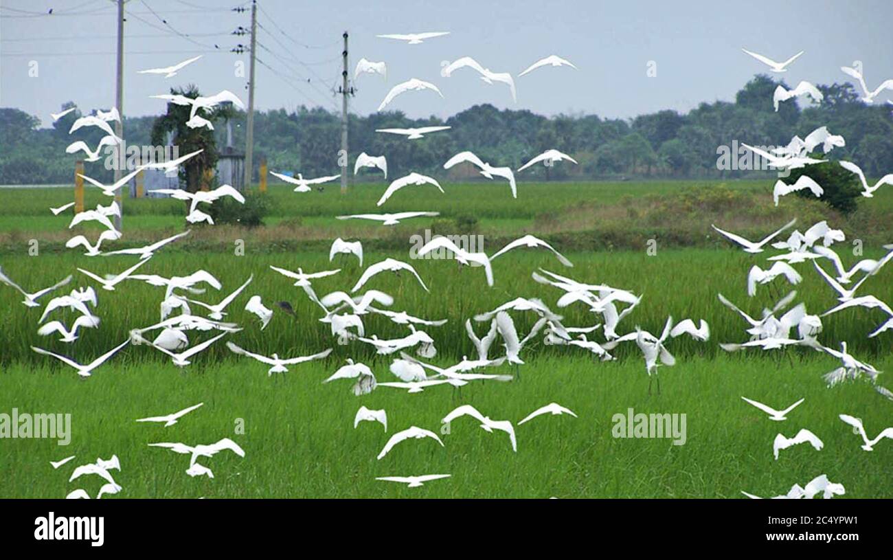 Flying birds, Bangladesh Stock Photo - Alamy