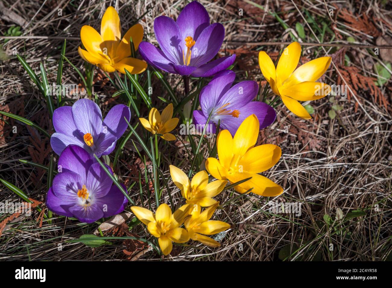 Beautiful yellow and purple Crocuses in the early spring Stock Photo ...