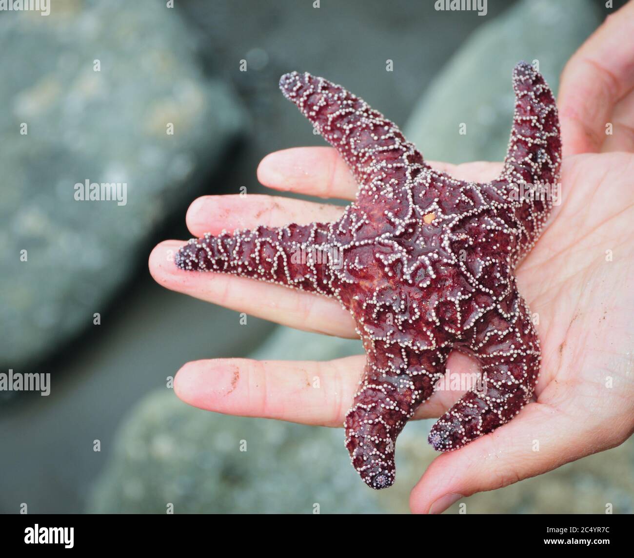 Humans Holding Starfishes