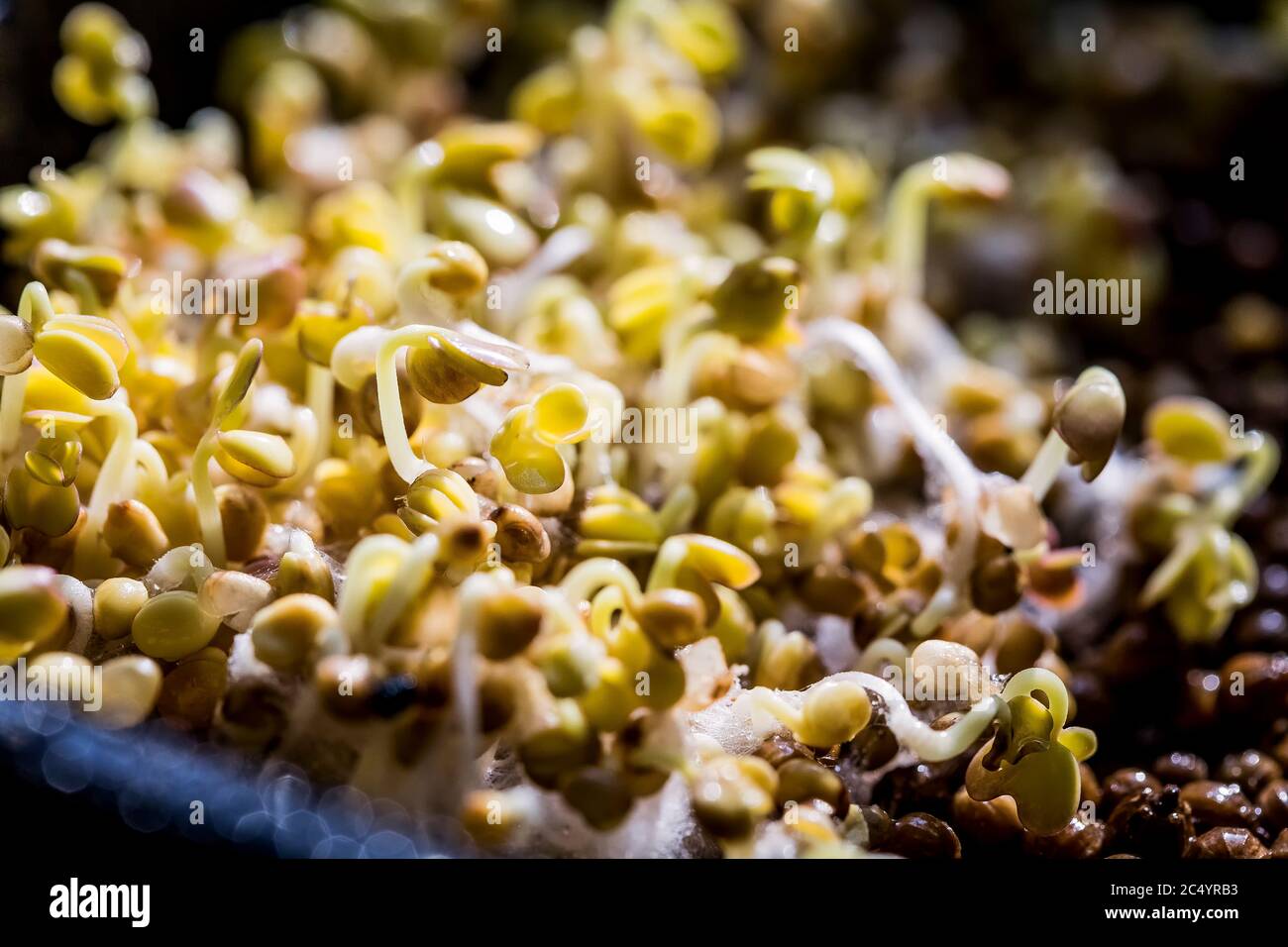Close-up of mustard microgreens. Growing mustard sprouts close up view ...