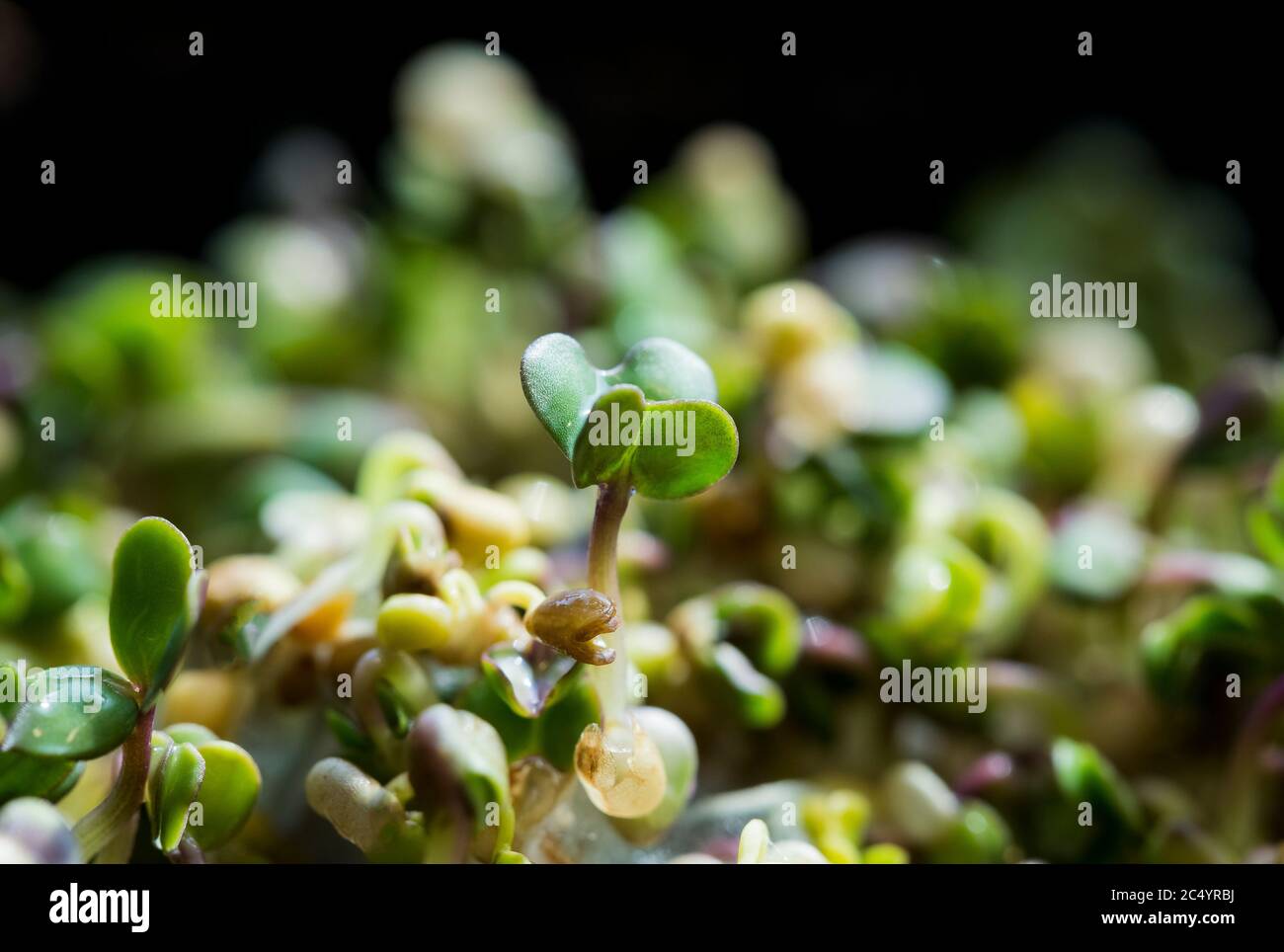 Close-up of mustard microgreens. Growing mustard sprouts close up view ...