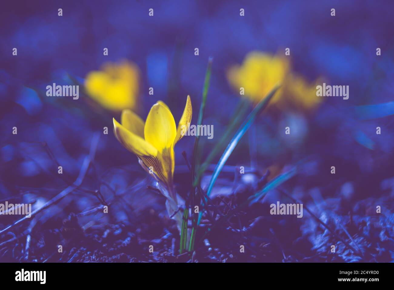 Yellow crocus flower grow in dark midnight garden Stock Photo - Alamy