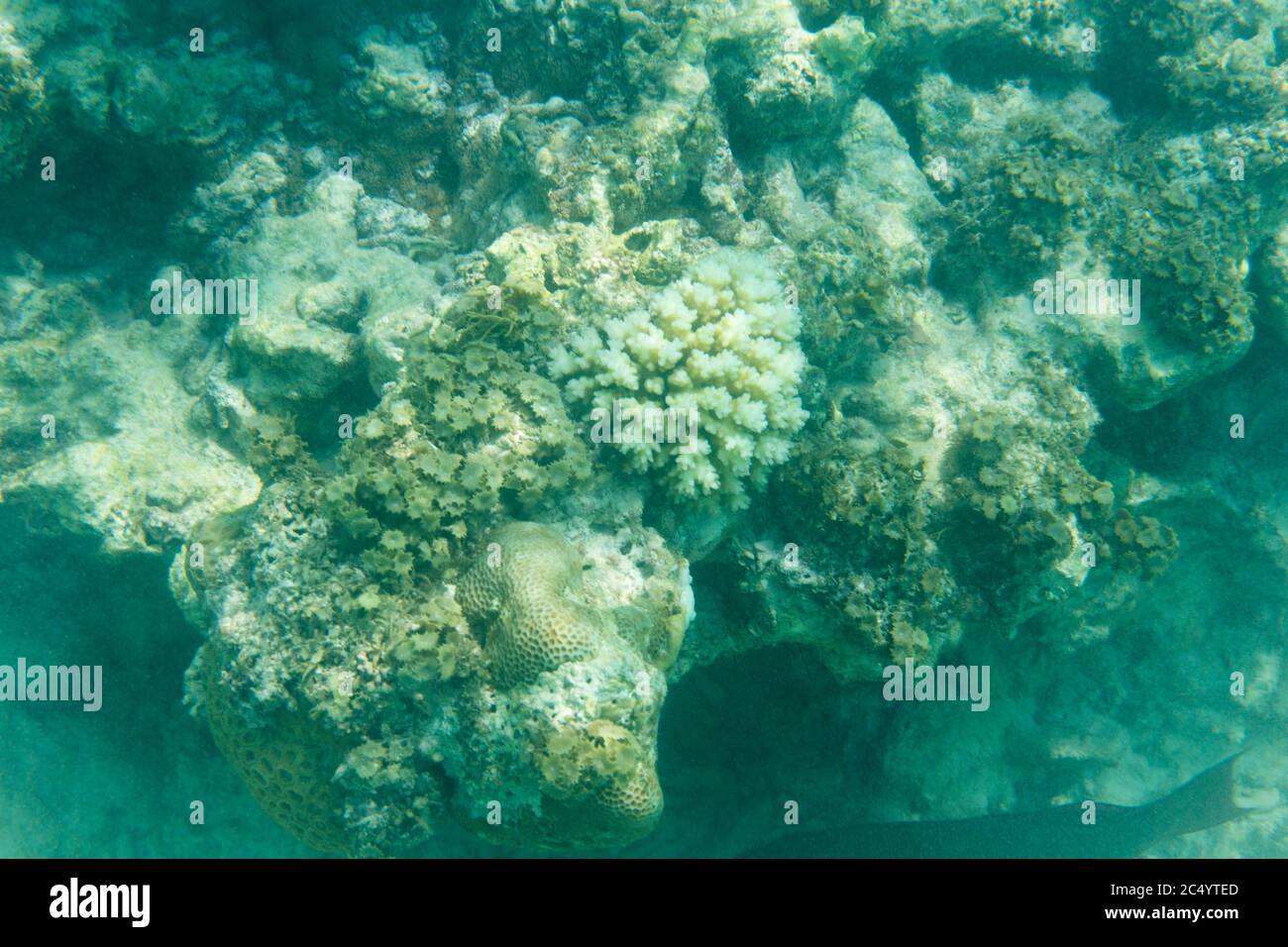 The coral reef of Seychelles with bleaching corals Stock Photo - Alamy