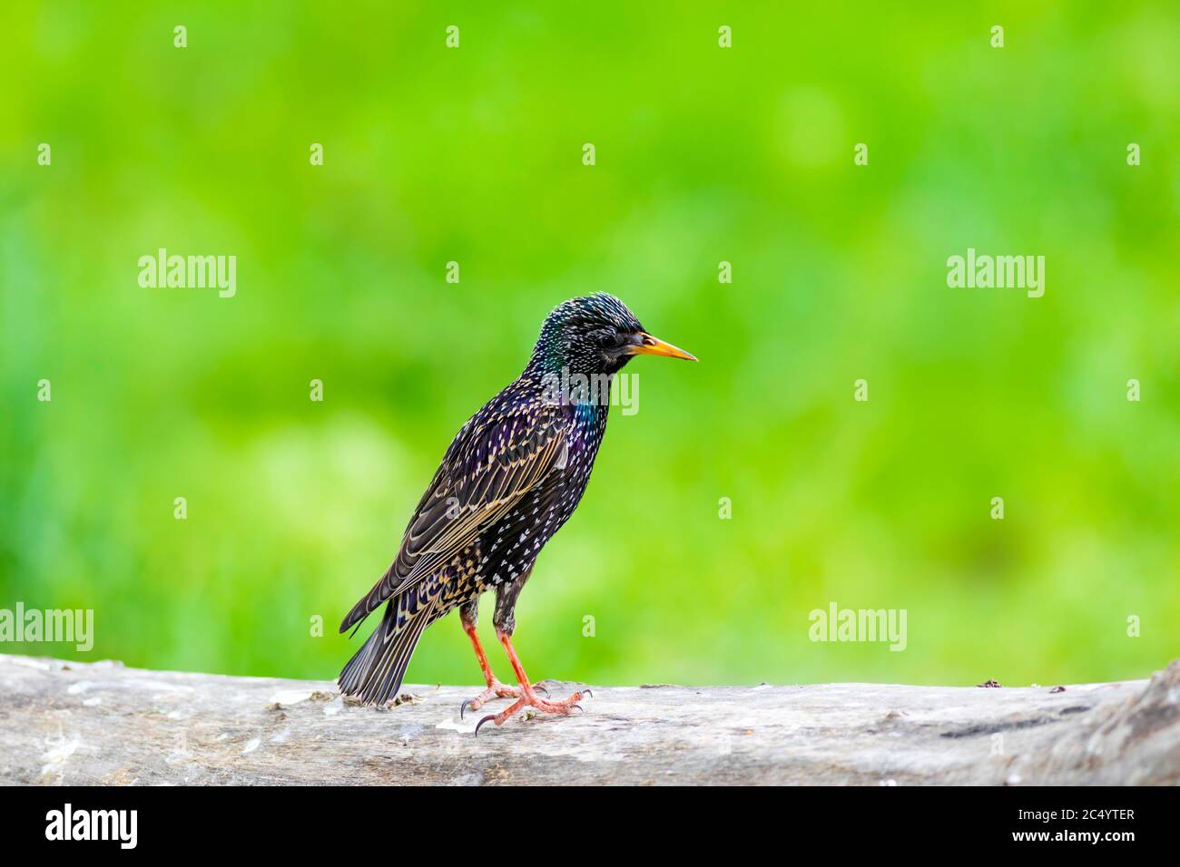 Colorful bird Starling. Colorful nature background. Bird: Common ...