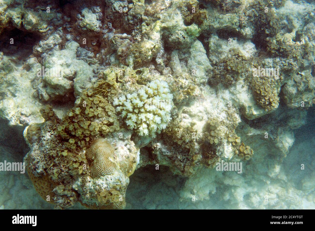 The coral reef of Seychelles with bleaching corals Stock Photo - Alamy