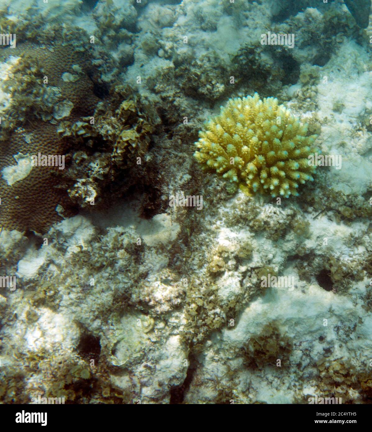 The coral reef of Seychelles with bleaching corals Stock Photo - Alamy