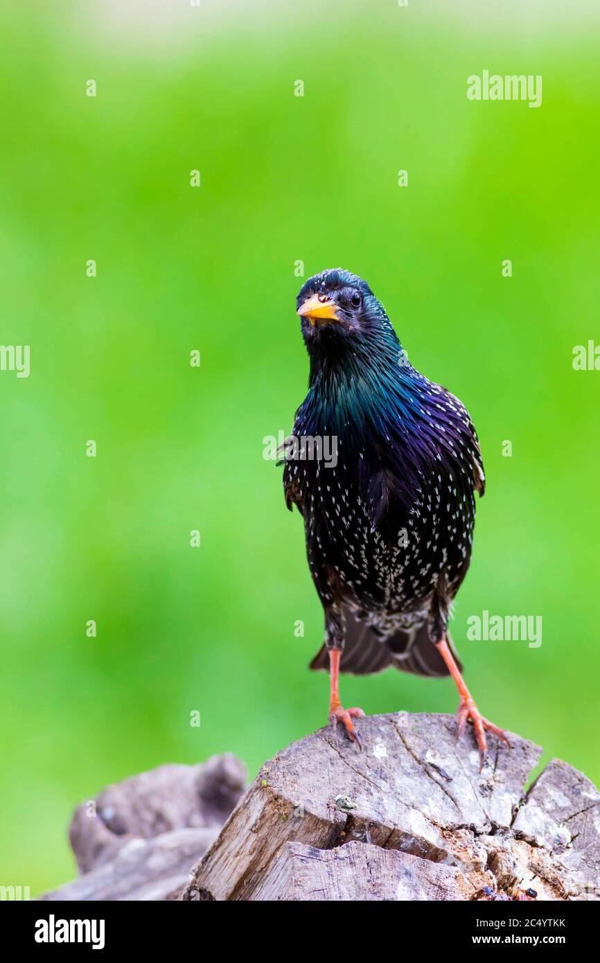 Colorful bird Starling. Colorful nature background. Bird: Common ...