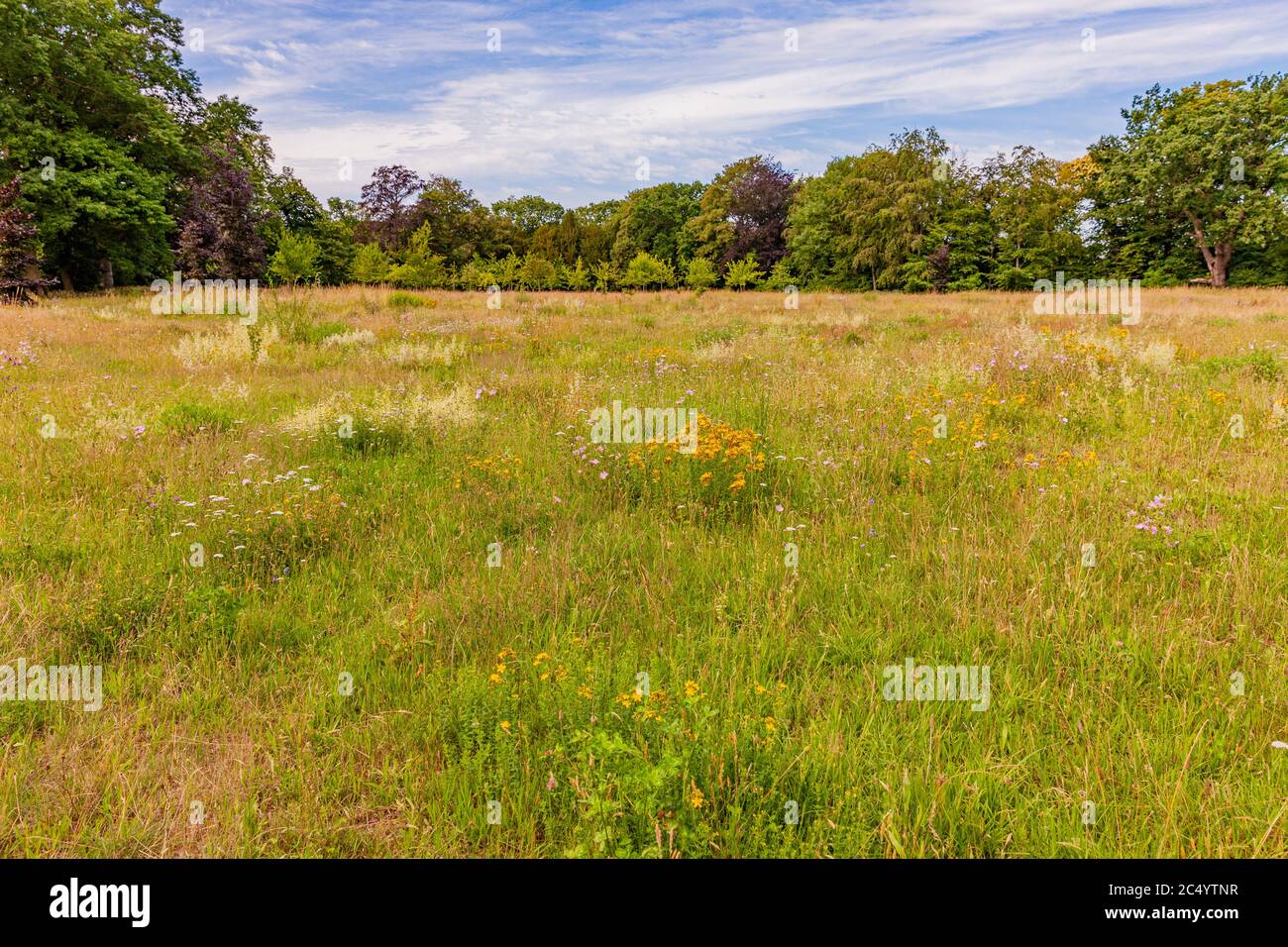 Meadow with small yellow wildflowers, wild grown grass and abundant ...